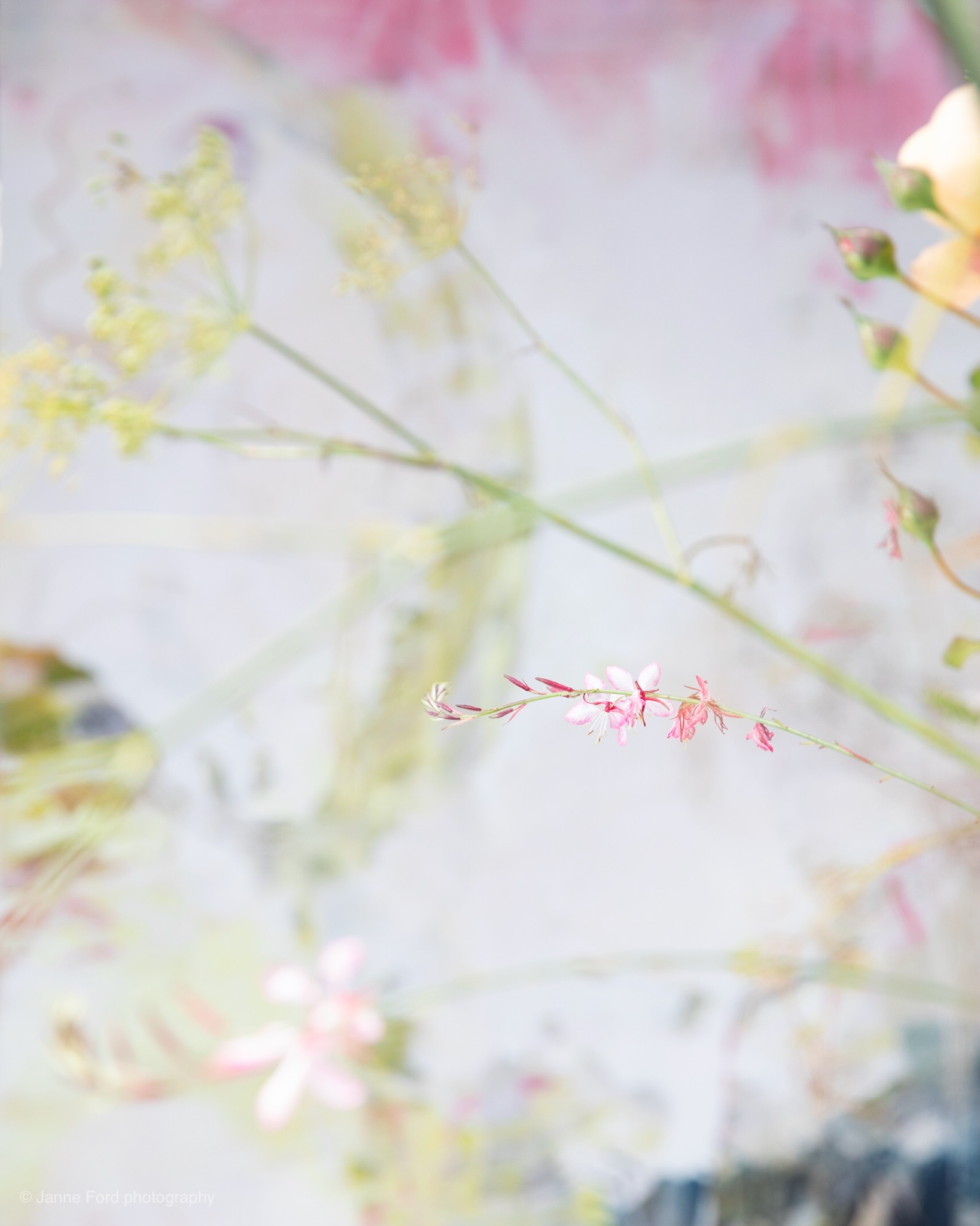 Jessica Zoob - Contemporary Artist - janneford.com